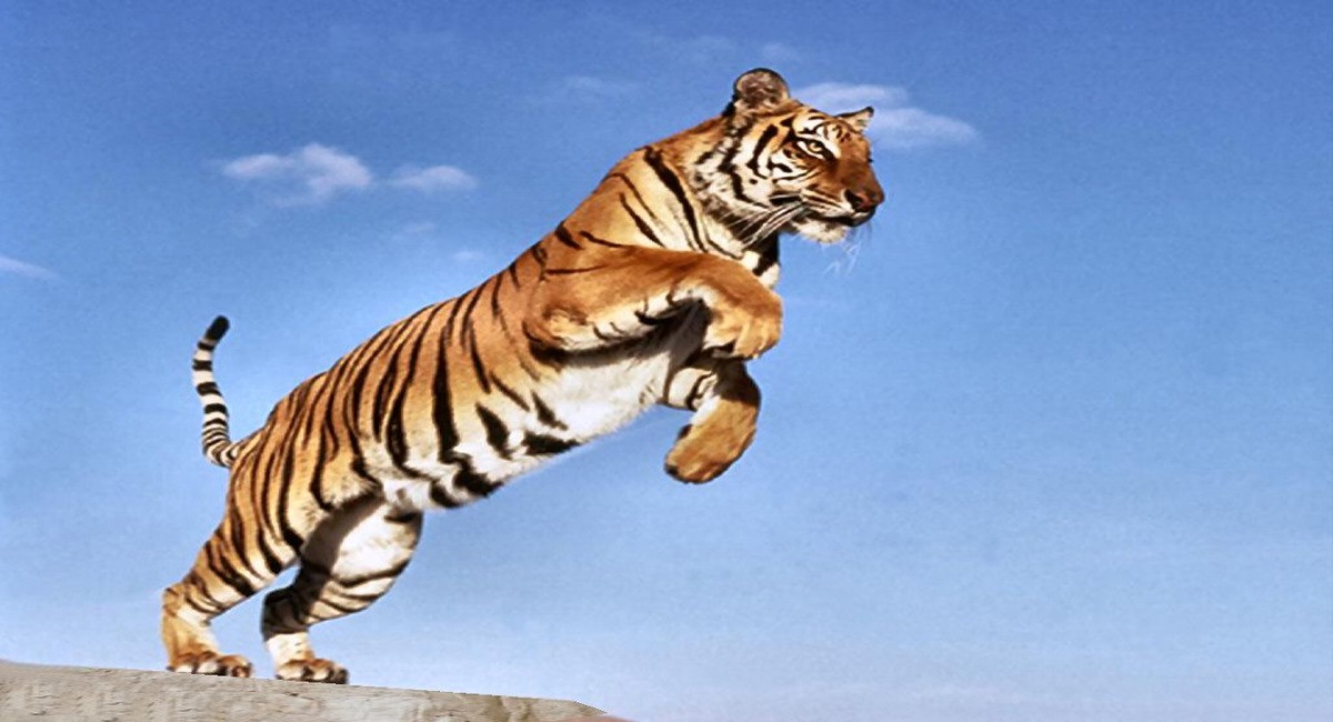 Tiger Been Seen At 3000 Meters