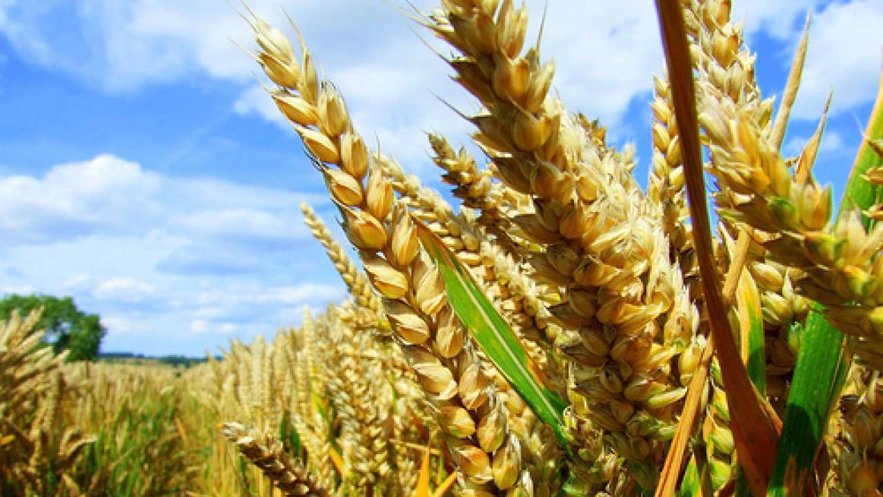 Rabi Crop Production To Raise Rabi Crop Production To Raise