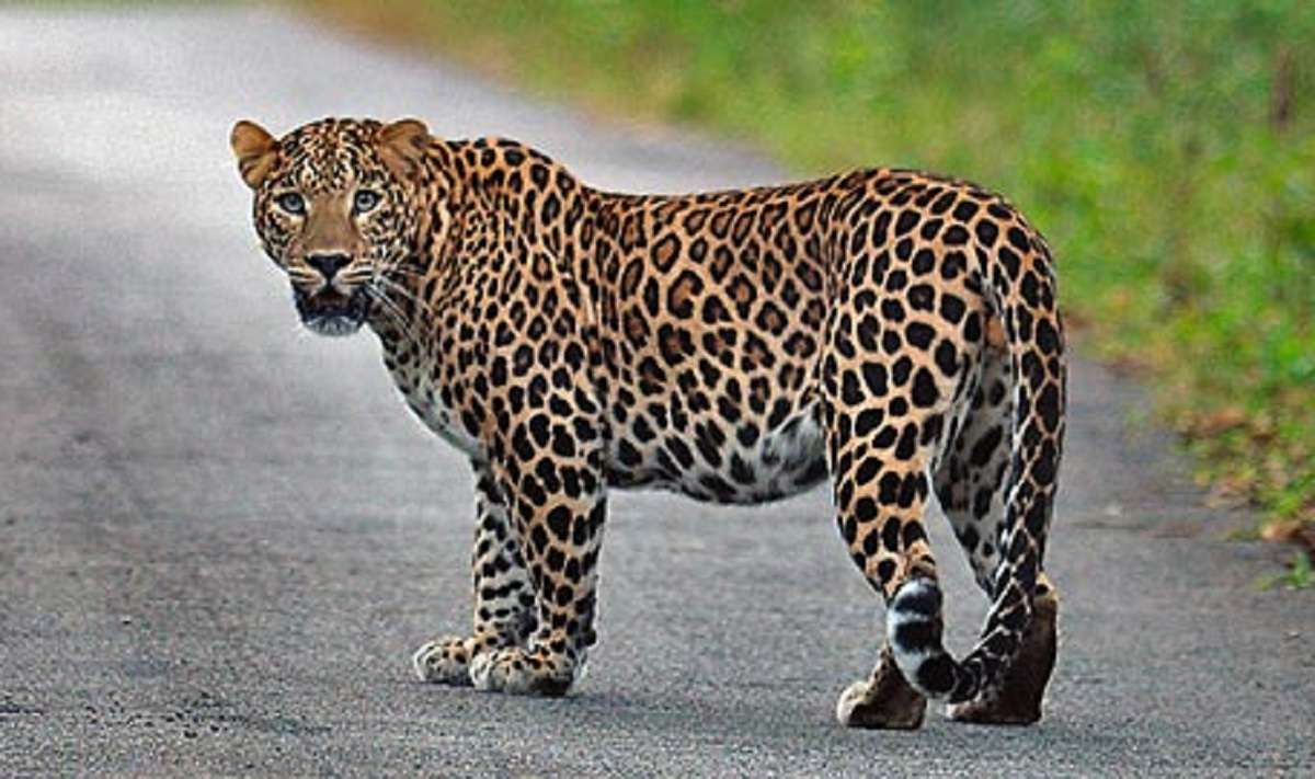 65 Leopards In Maharashtra Are Entered In Human Habitat