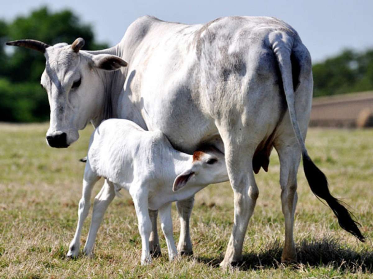 Vasubaras First Day Of Diwali