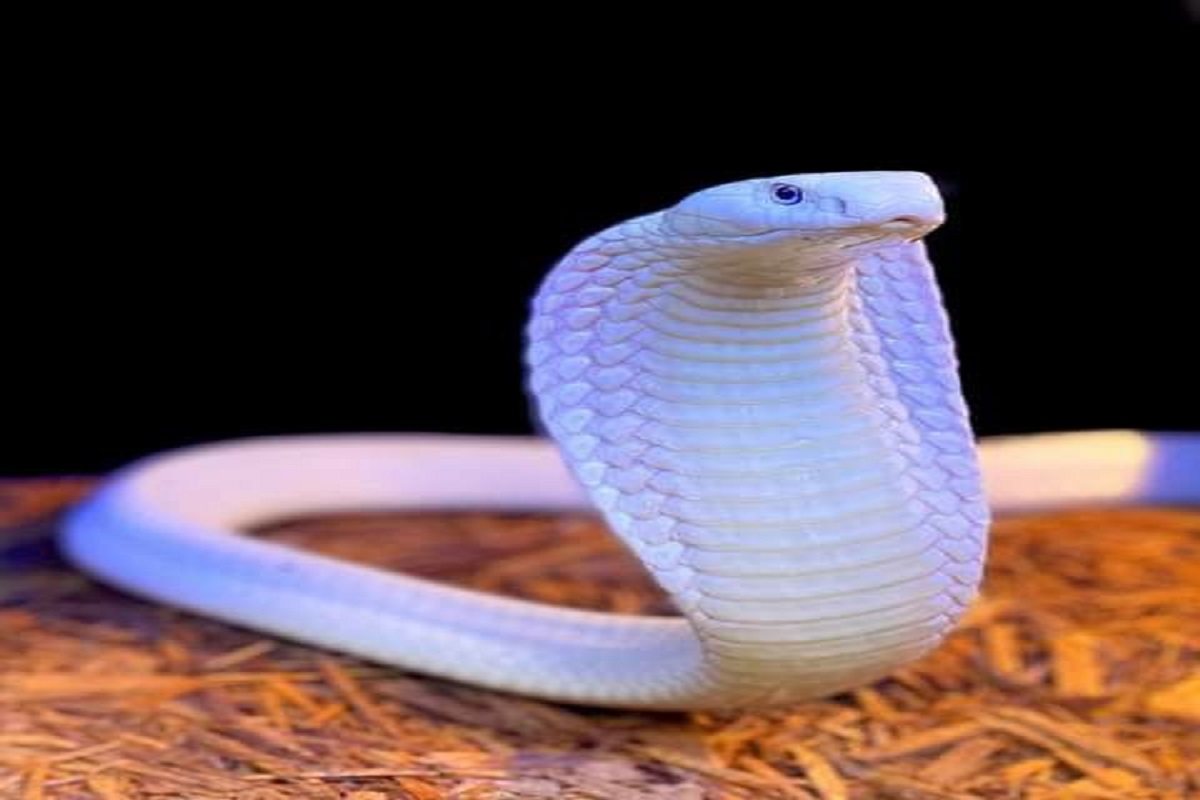 Rare White Albino Cobra Rescued In Pune
