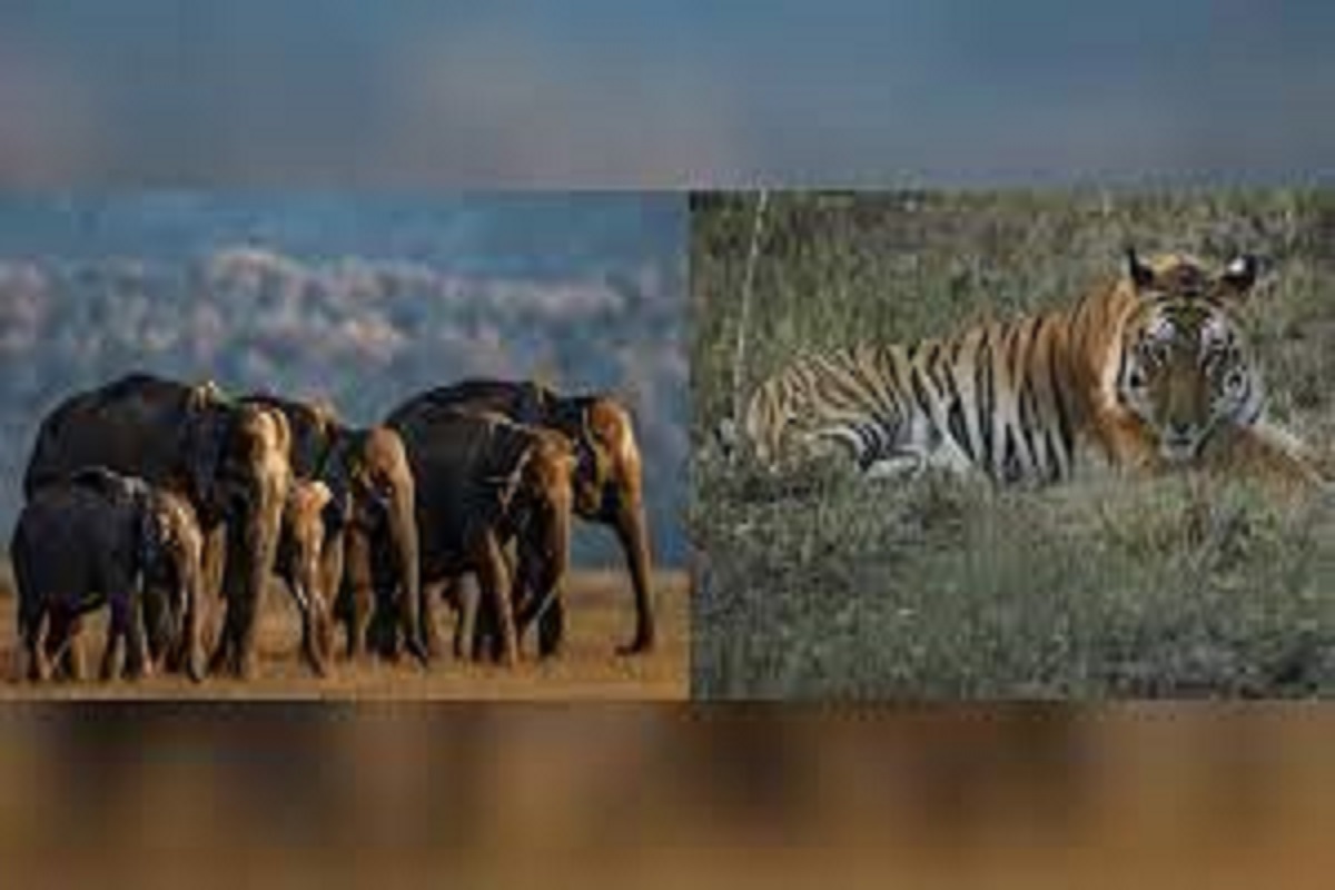 Project Tiger Celebrating 50 Years Of Establishment