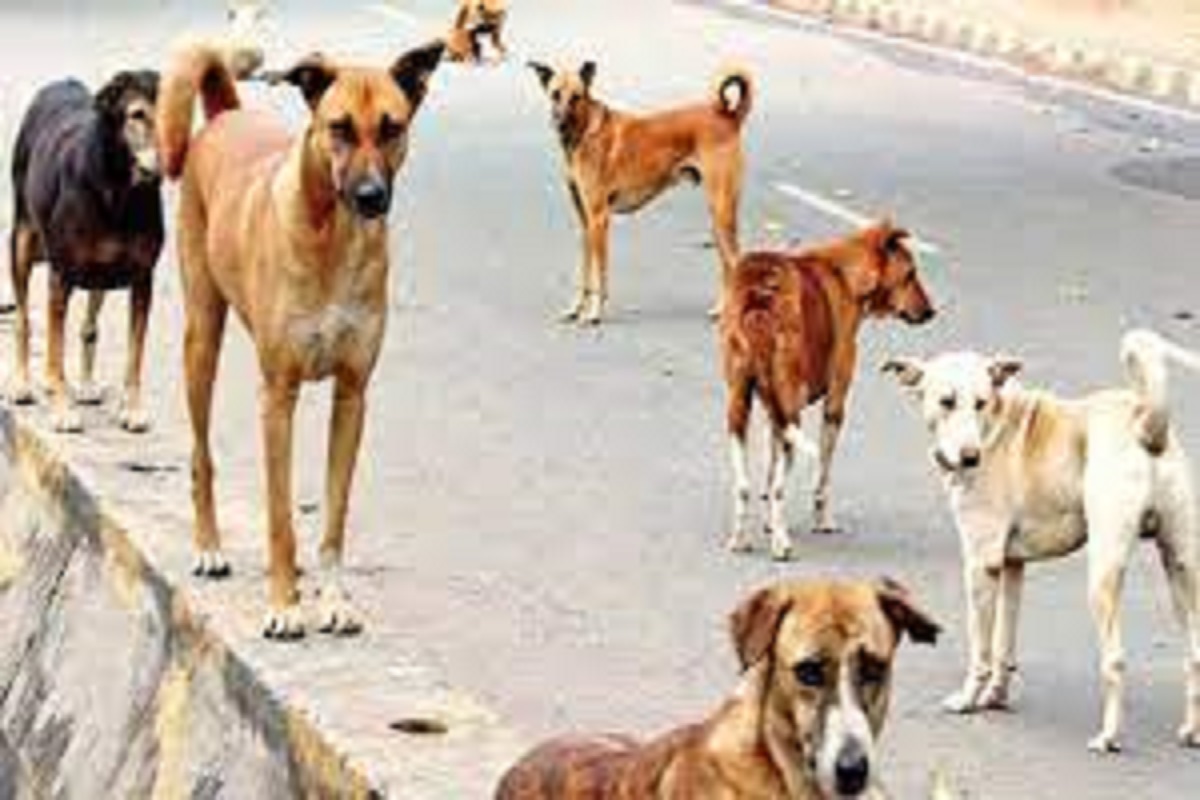 Dogs Also Got The Rights Of The Natives They Cann Ot Be Driven Away ...