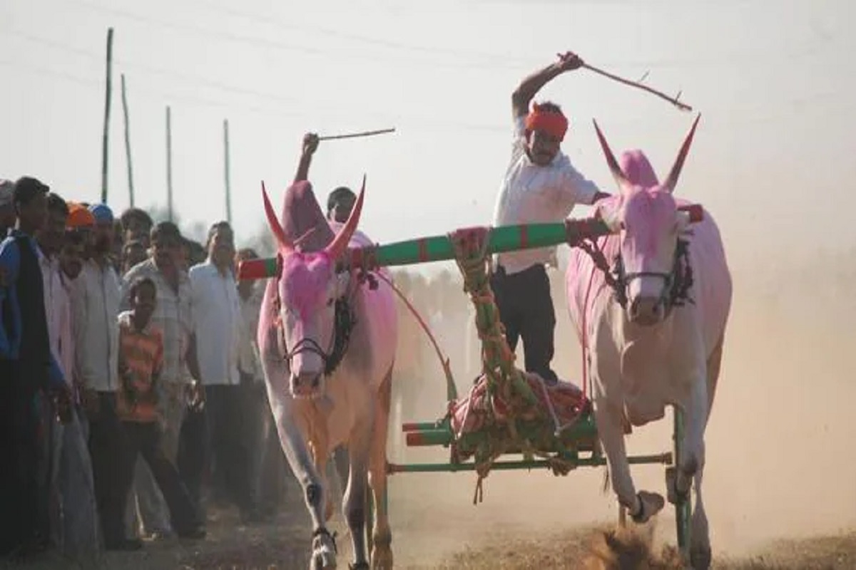 Supreme Court Gives Conditional Approval To Bullock Cart Races