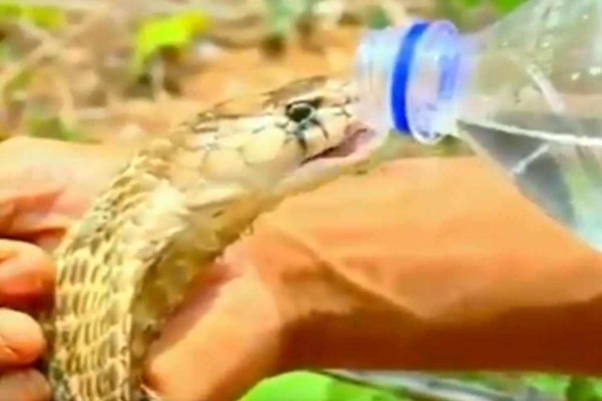 Man Gives Water To Cobra Straight From Bottle To Revive It Video Goes Viral