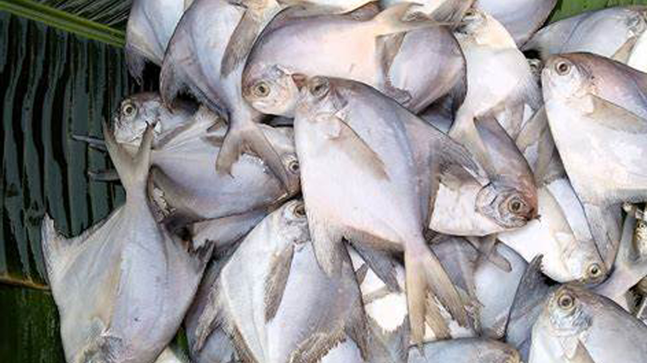 Govt Strives To Promote Conservation And Conservation Of Paplet Fish
