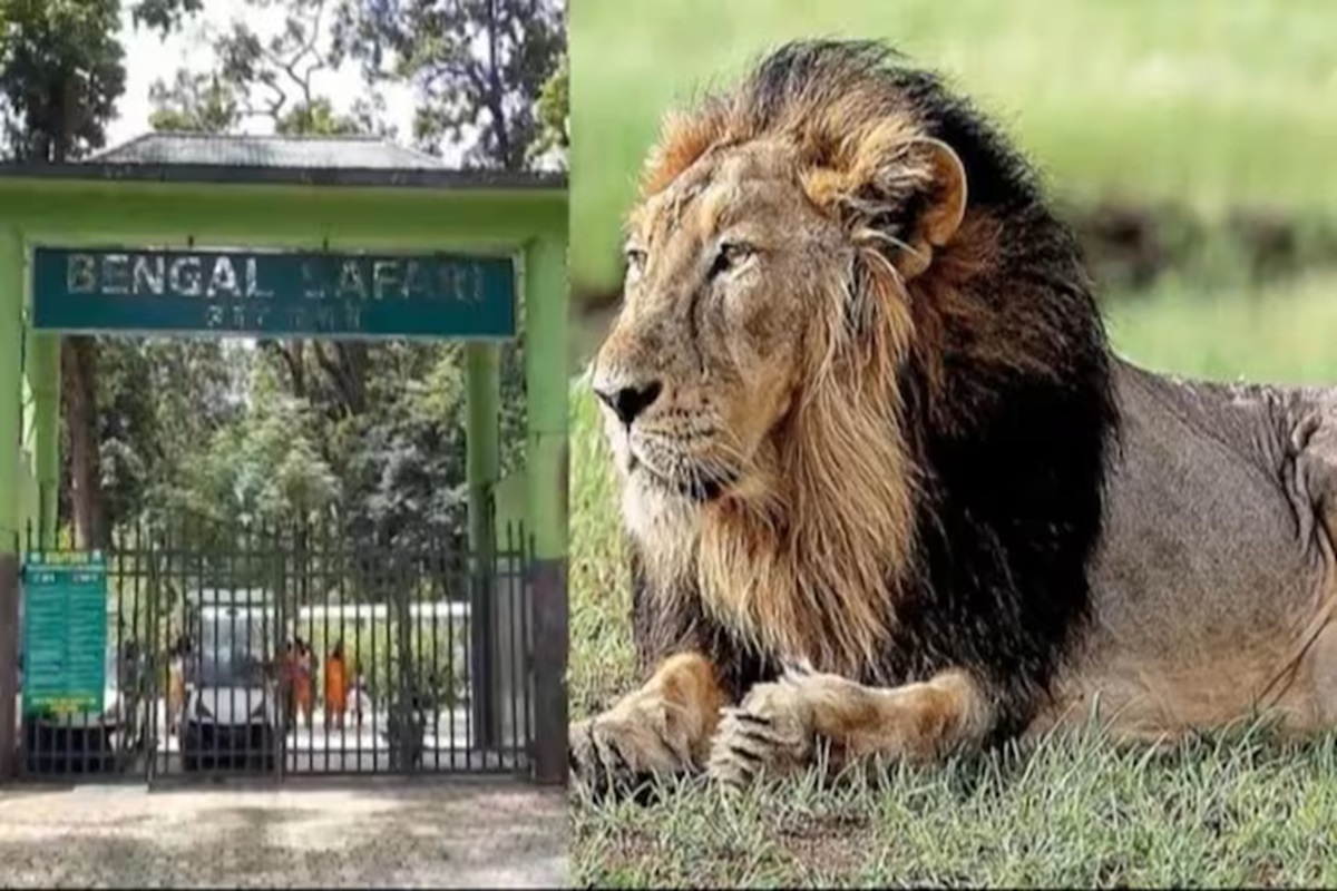 Lioness Sita Housed With Lion Akbar At Bengal Safari Hindu Outfit Goes ...